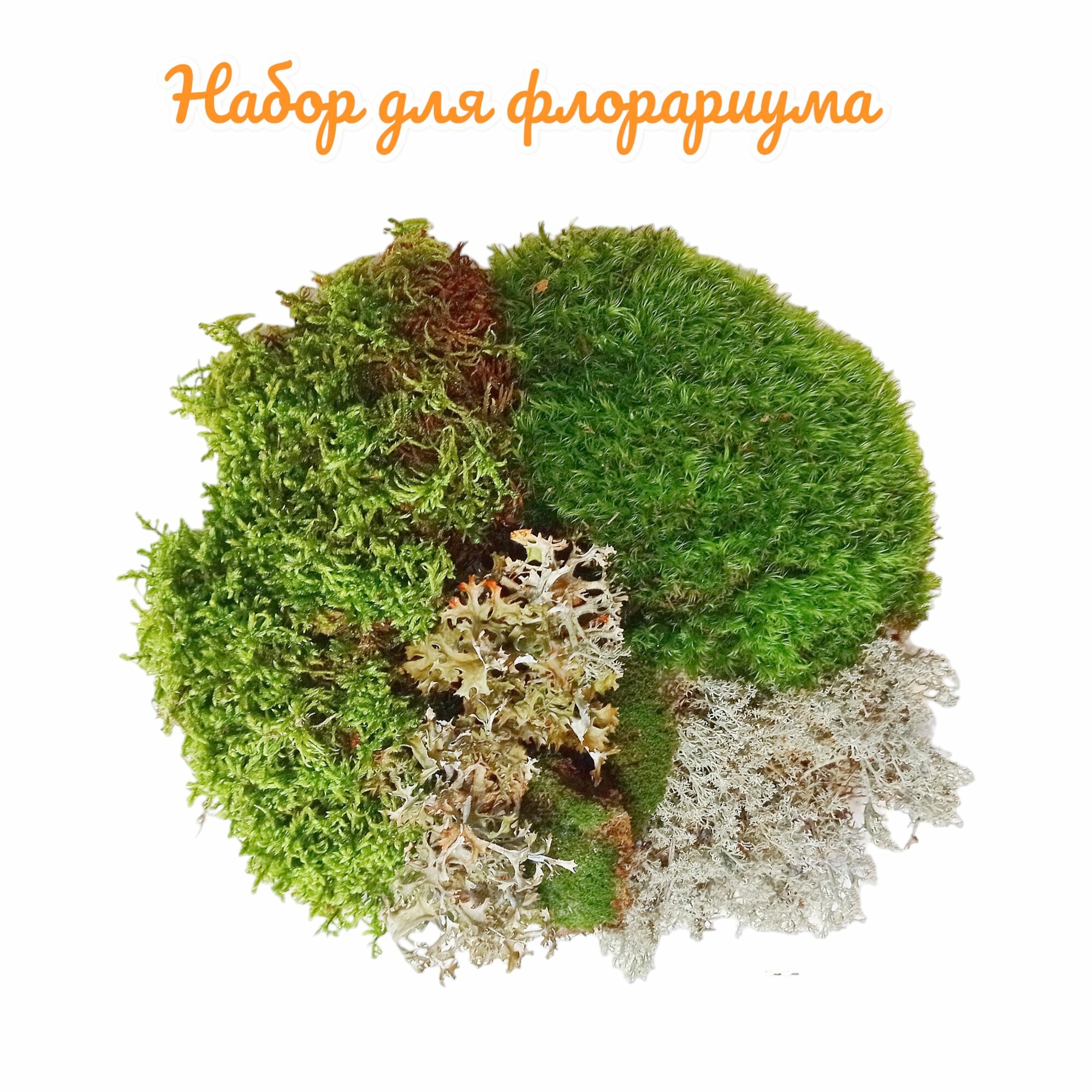 Набор для флорариума. 4 вида мха. Мох кладония, дикранум, цетрария, сфагнум. Натуральный живой.