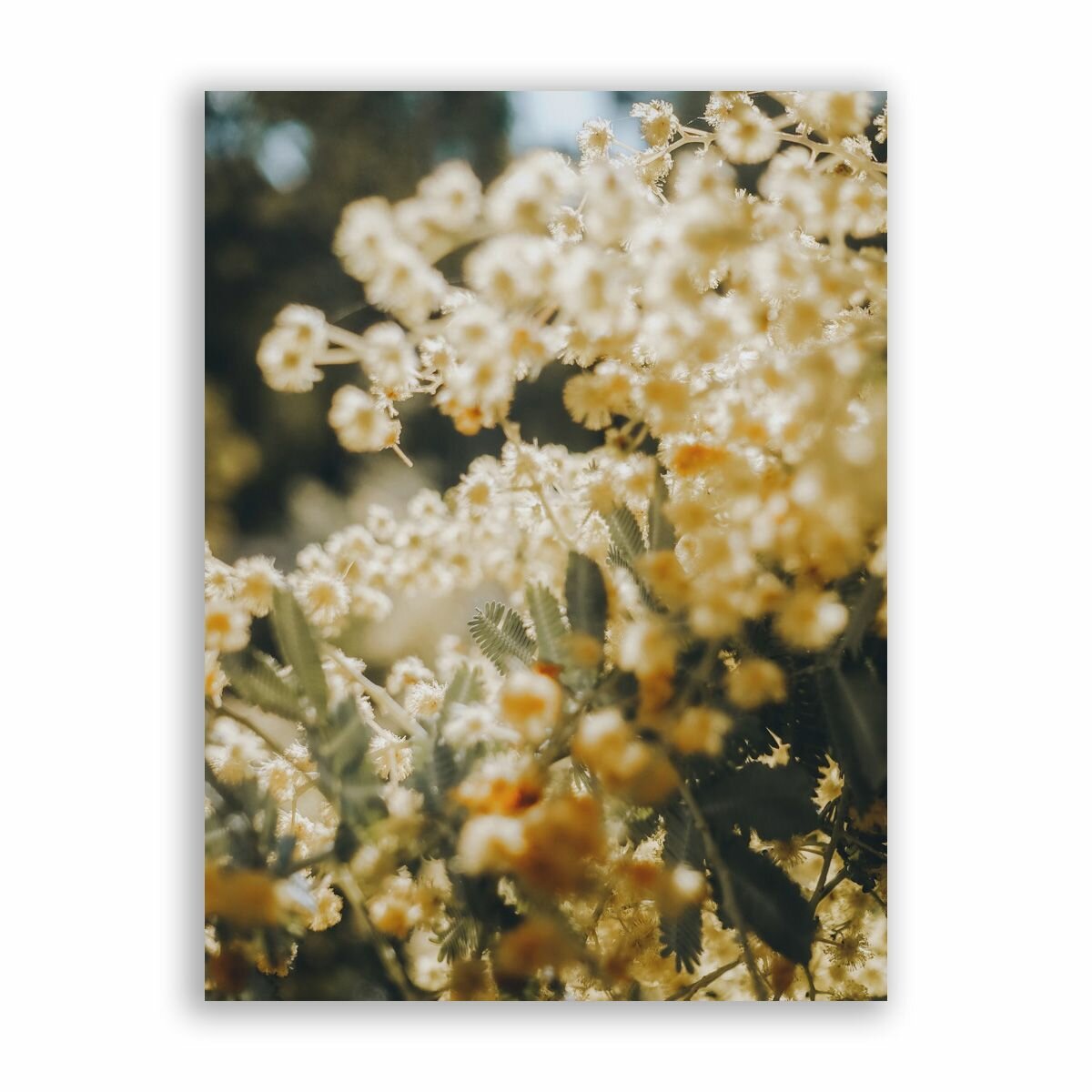 Постер цветы на бумаге / Мимоза / Размер 40 x 53 см