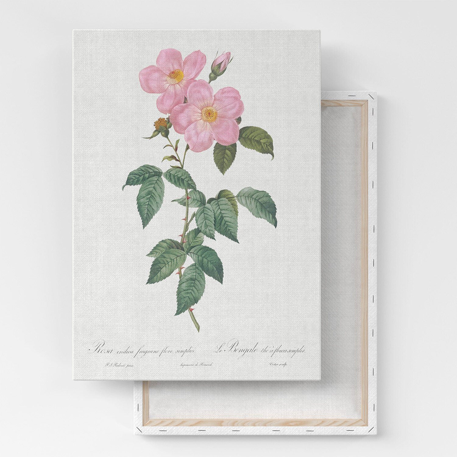 Картина на холсте, репродукция / Пьер-Жозеф Редуте - Single Tea-Scented Rose / Размер 80 x 106 см