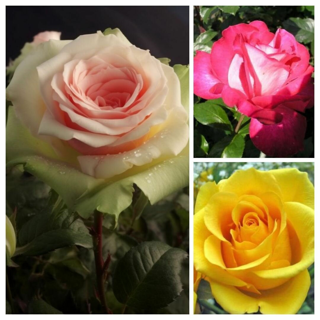 Комплект чайно-гибридных роз Аврора 3 шт