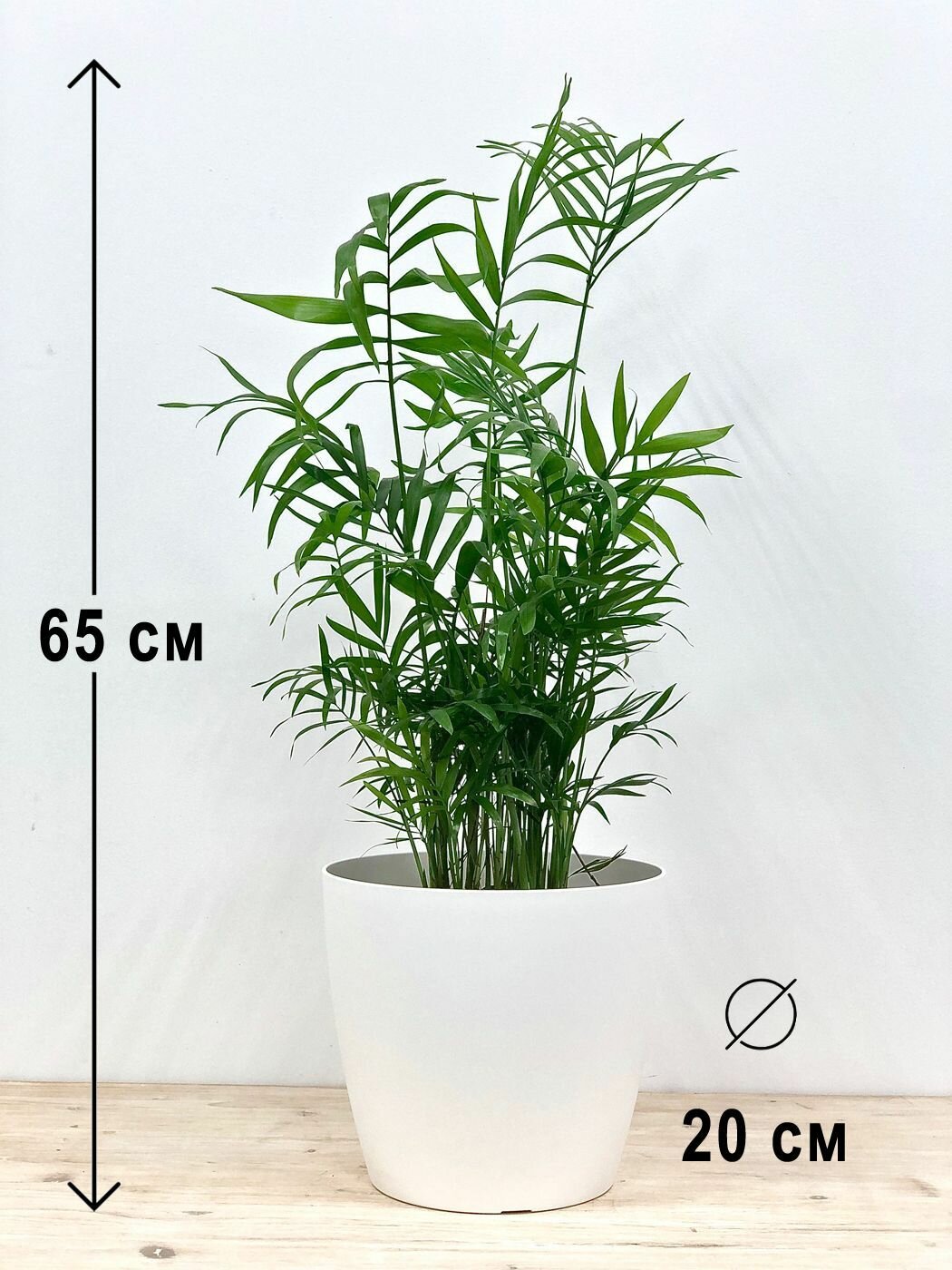 Хамедорея Элеганс в пластиковом белом кашпо, высота 60-70см