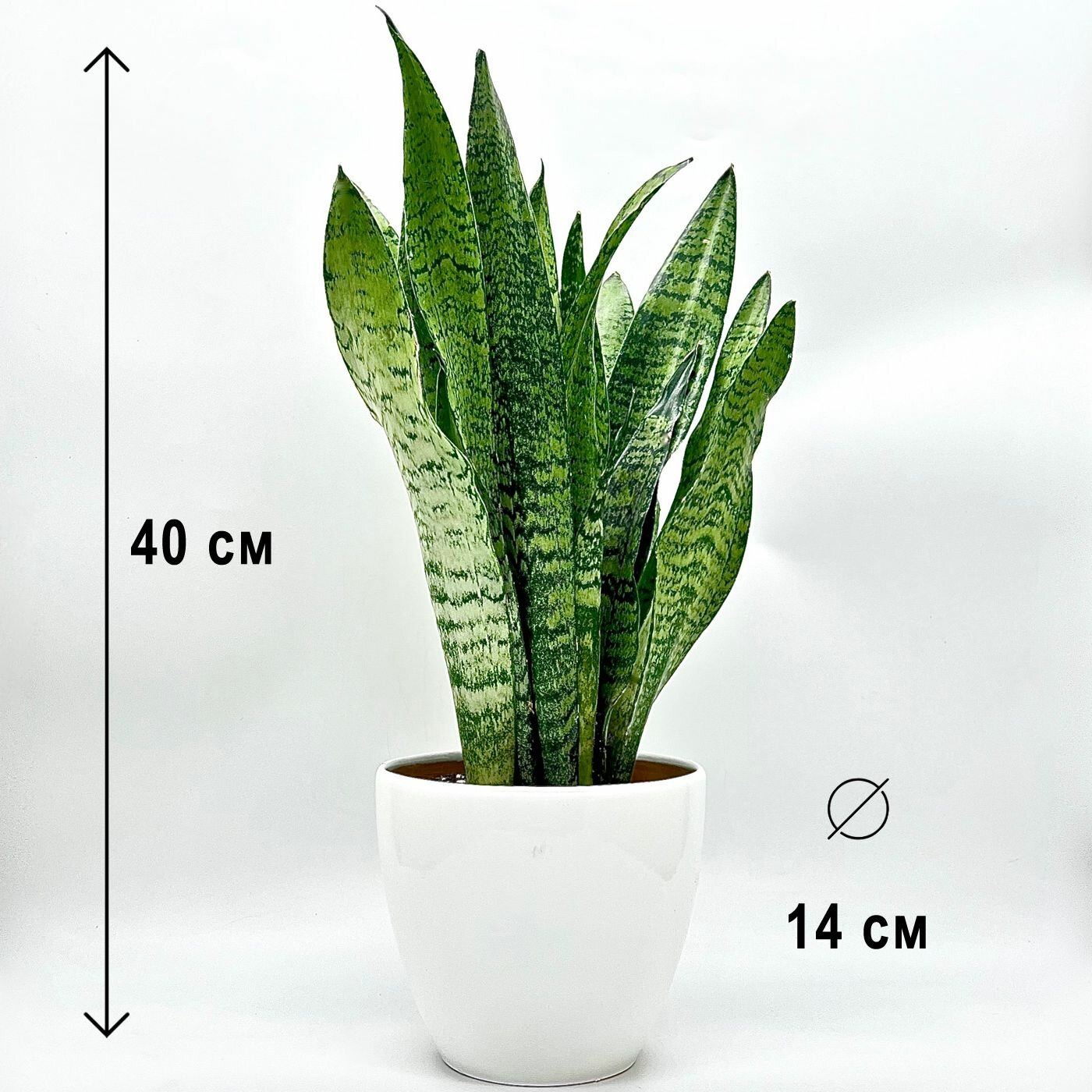 Сансевиерия Зейланика в керамическом белом горшке с поддоном, высота композиции 35-40см
