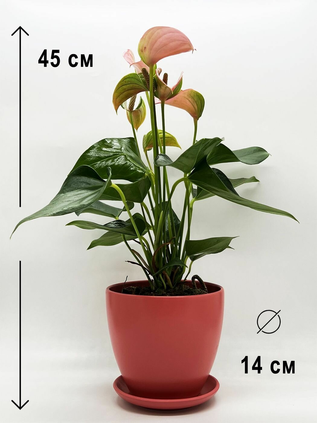 Антуриум Джоли персиковый в керамическом розовом горшке с поддоном, высота композиции 35-45см