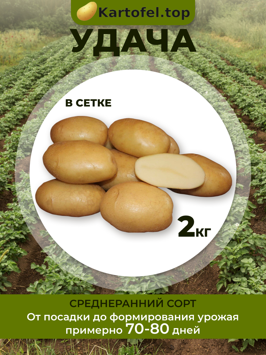 Семенной картофель для посадки Удача, 2 кг