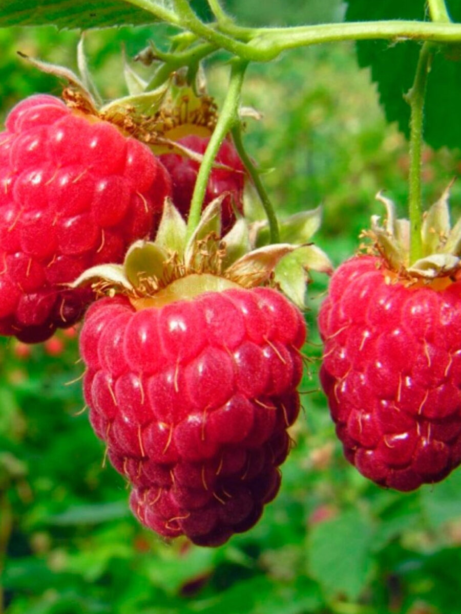 Малина крупноплодная Исполин 1 шт / среднеспелый, морозостойкий сорт