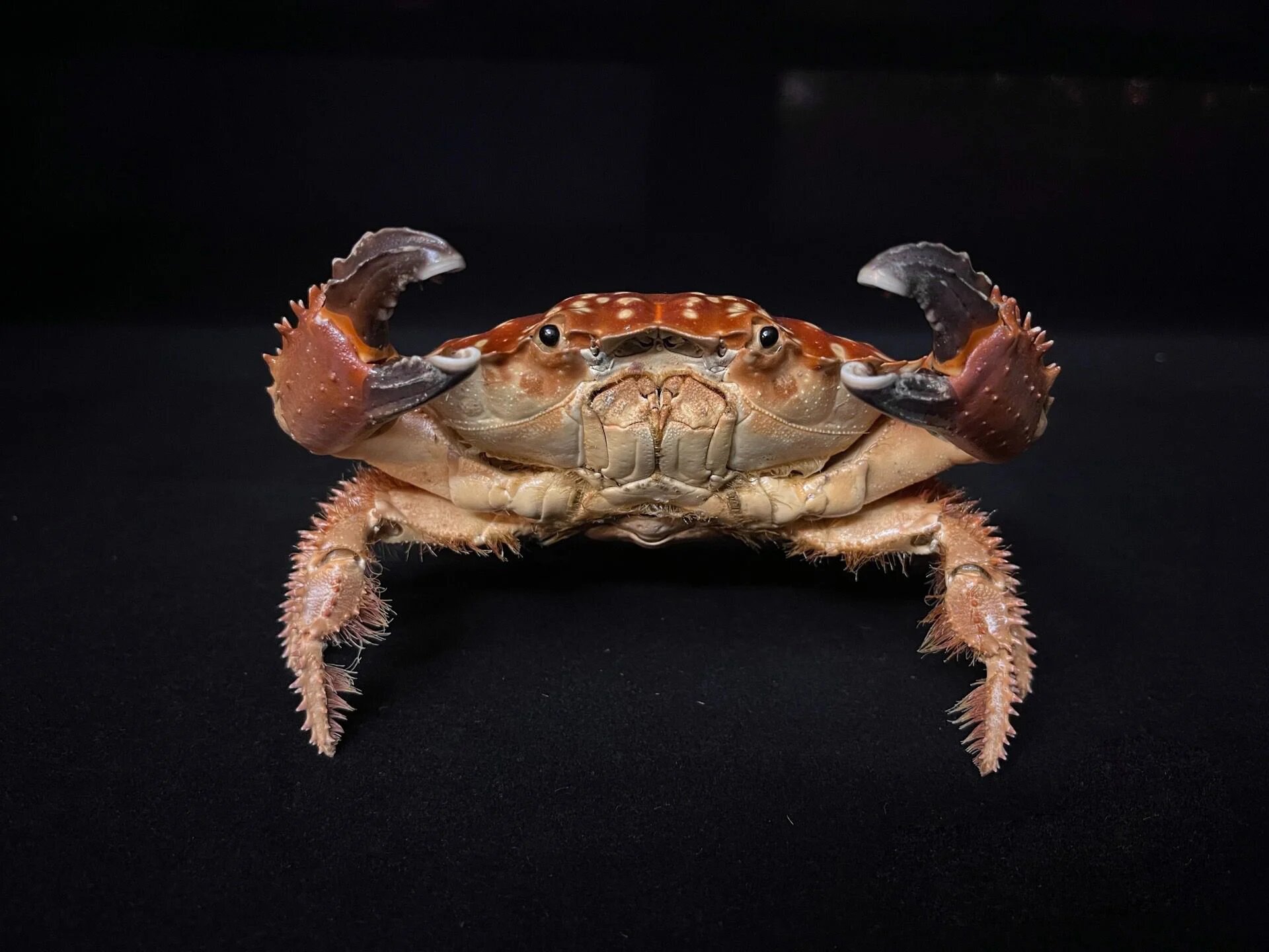 Коллекционная статуэтка краба Etisus Dentatus crab only