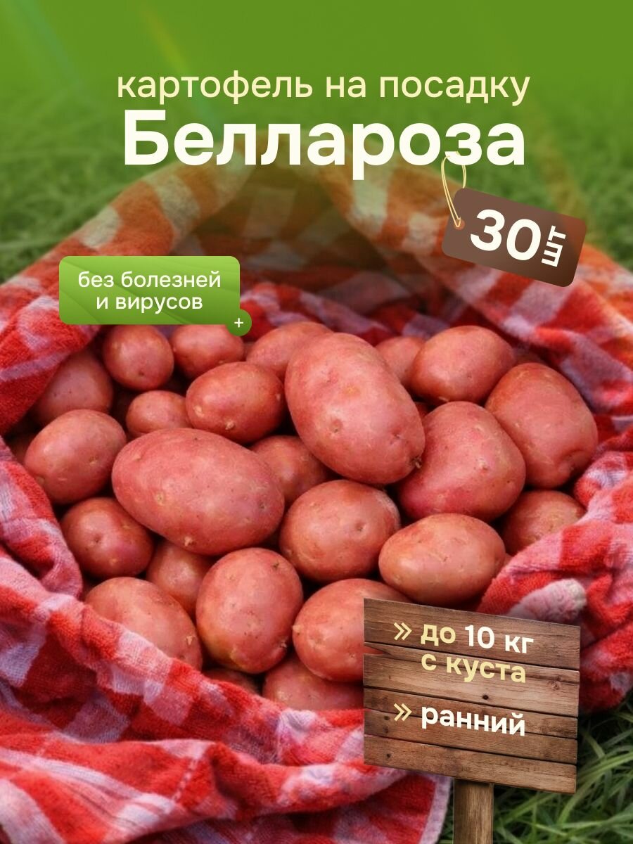 Семенной картофель на посадку Беллароза 30 шт (ранний)