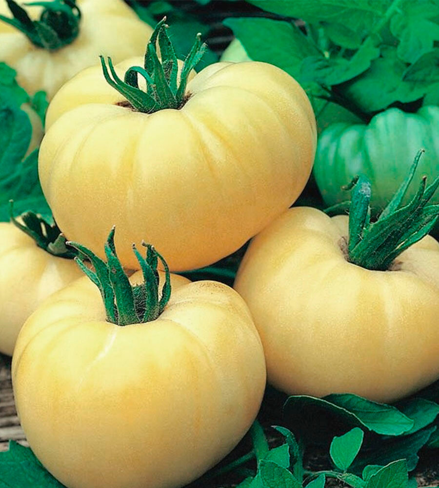 Семена томата Снежный, однолетние, сладкий сорт, белый цвет плодов