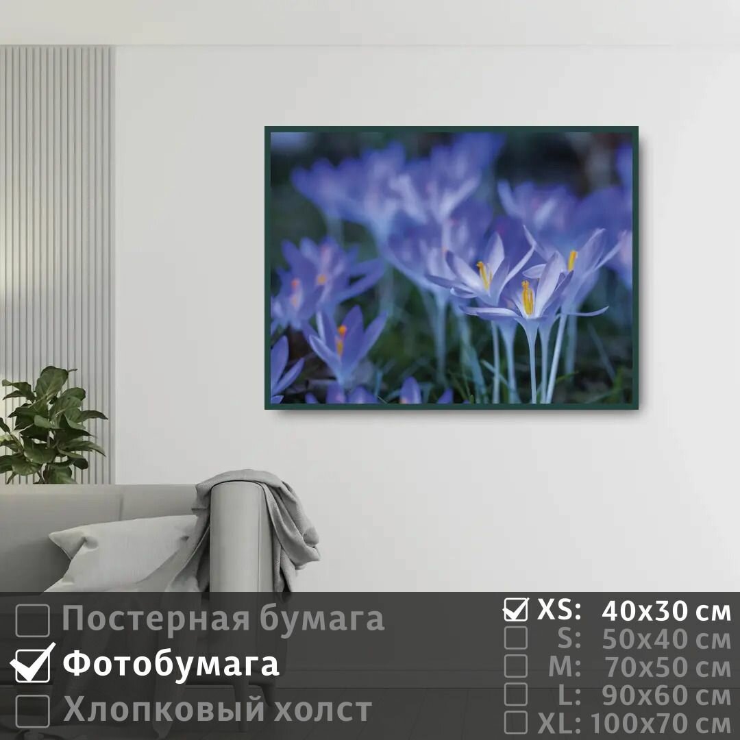 Постер на фотобумаге Весенние Синие Цветы Крокусы 40х30 см ПолиЦентр