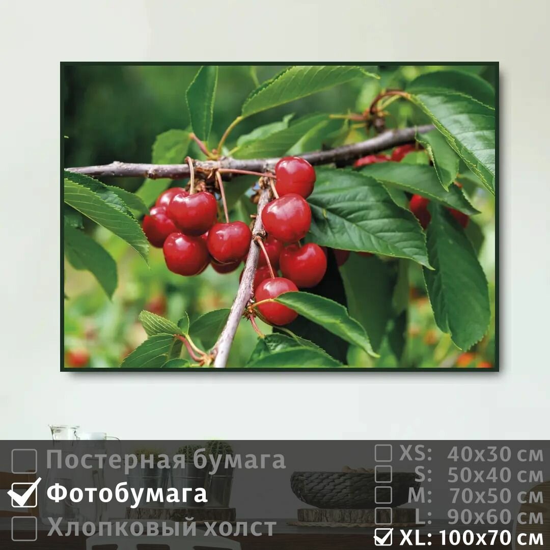 Постер на фотобумаге Летняя Ветка Вишни 100х70 см ПолиЦентр