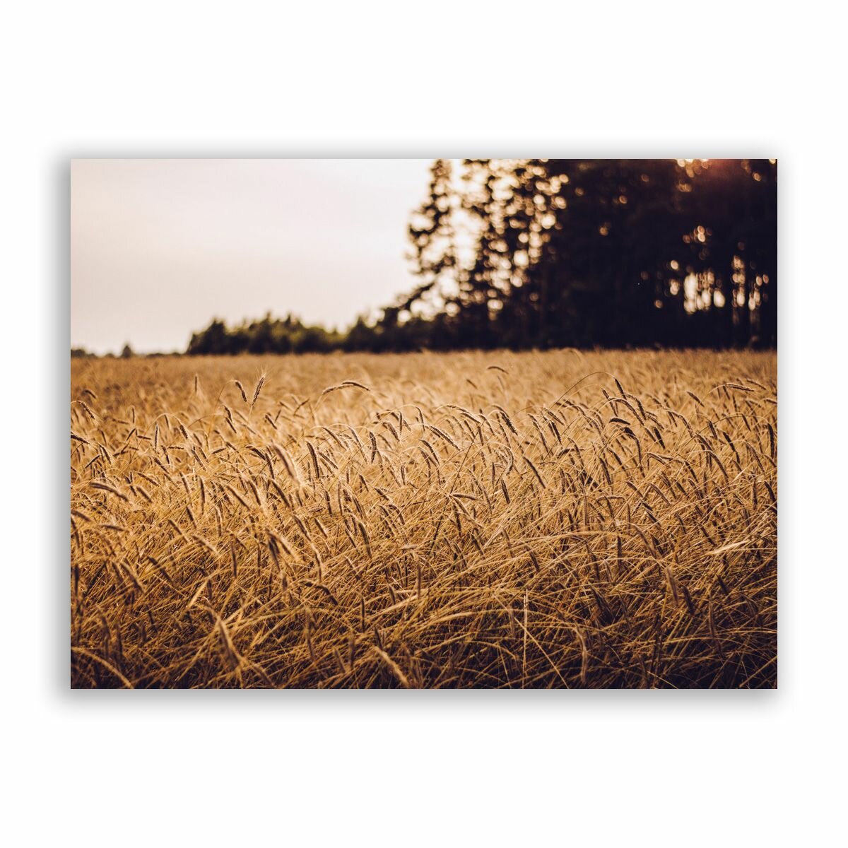 Постер, плакат на бумаге / Пшеница / Размер 40 x 53 см
