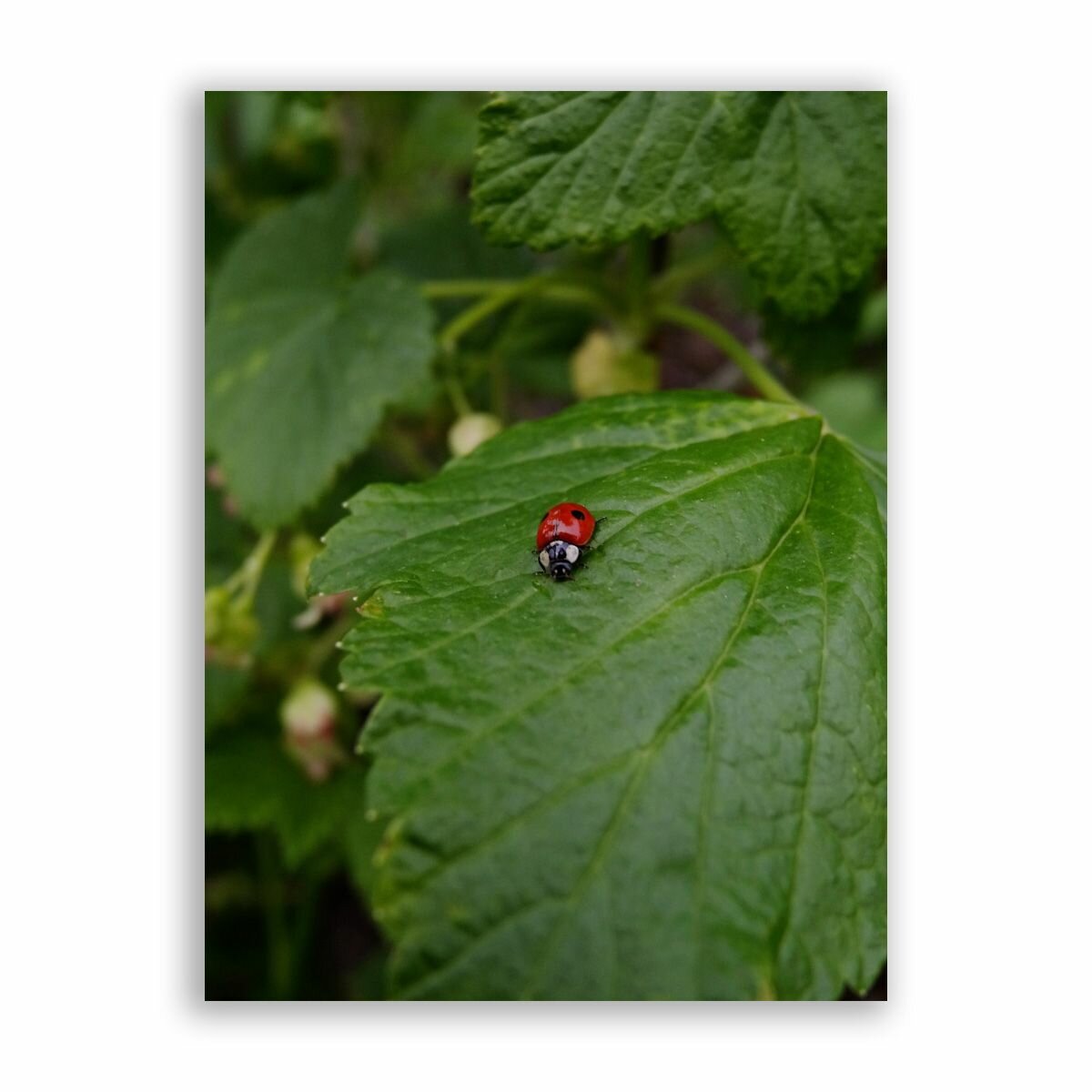 Постер, плакат на бумаге / Божья коровка / Размер 40 x 53 см