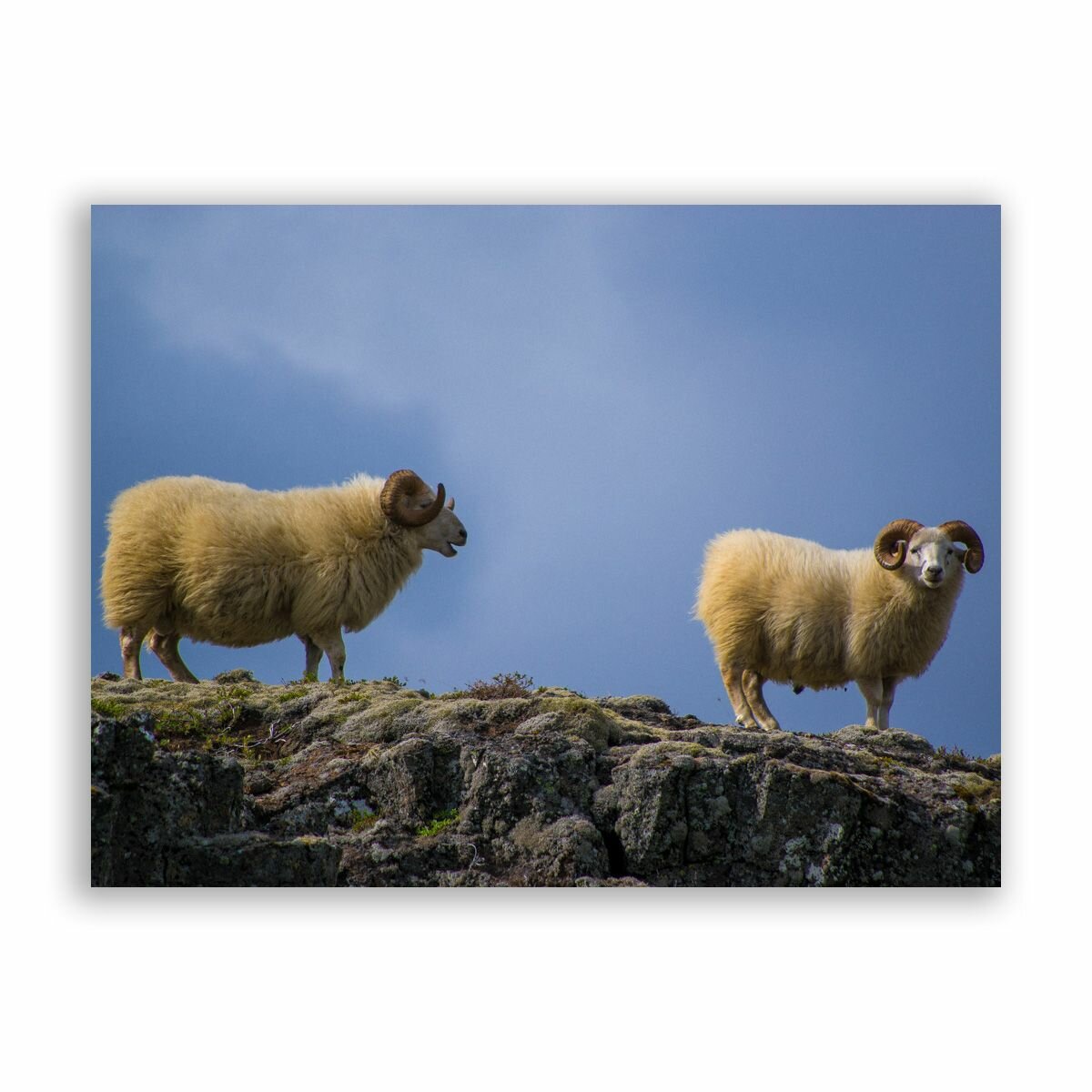 Постер, плакат на бумаге / Овцы / Размер 30 x 40 см