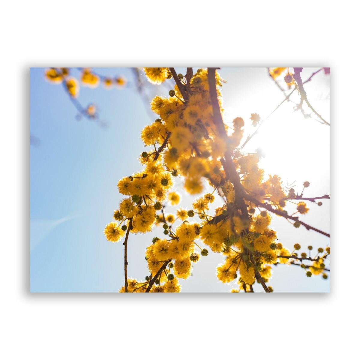 Постер цветы на бумаге / Мимоза / Размер 30 x 40 см