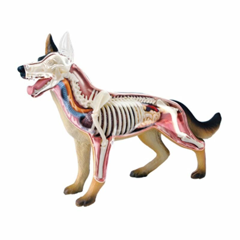 Анатомическая модель животного 4D MASTER, развивающая игрушка для обучения детей и школьников, съёмные органы и кости, наглядная биология в подарок