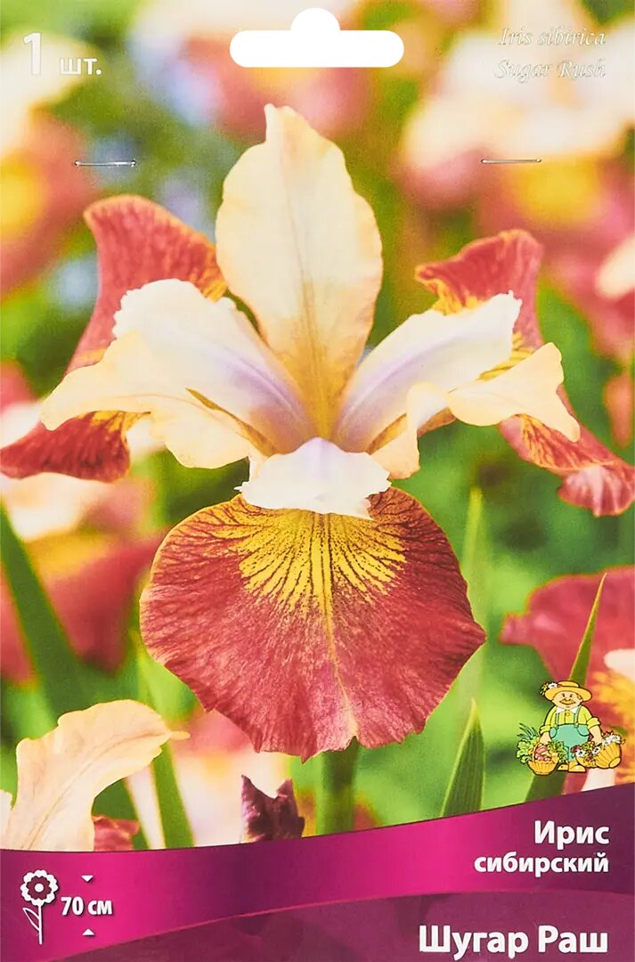 Ирис сибирский Шугар Раш 1 шт.