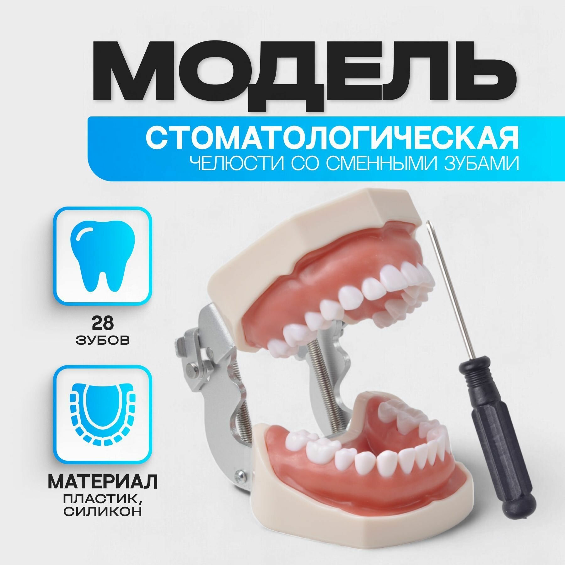 Анатомическая модель верхней и нижней челюсти со съёмными зубами