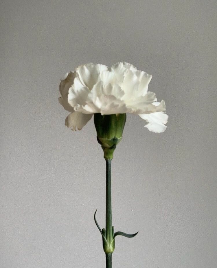 Гвоздика белая от Магазина цветов "Долина Ситтим", поштучно, под ленту в пленке, 50 см, 1 шт.