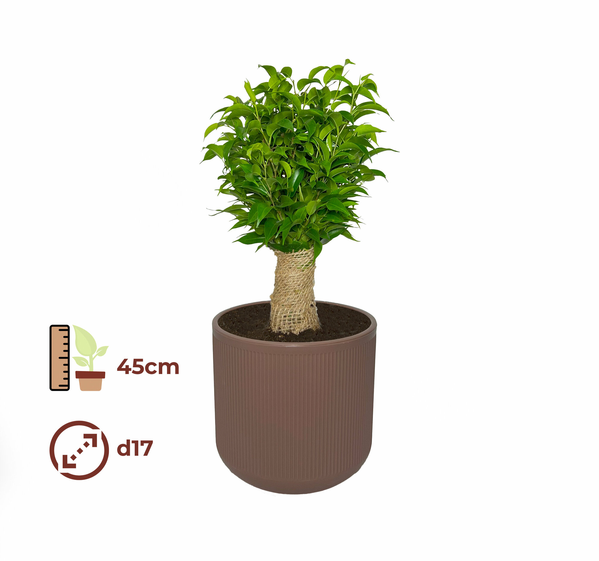 Фикус Бенджамина Наташа 17/45, цвет кашпо инжир