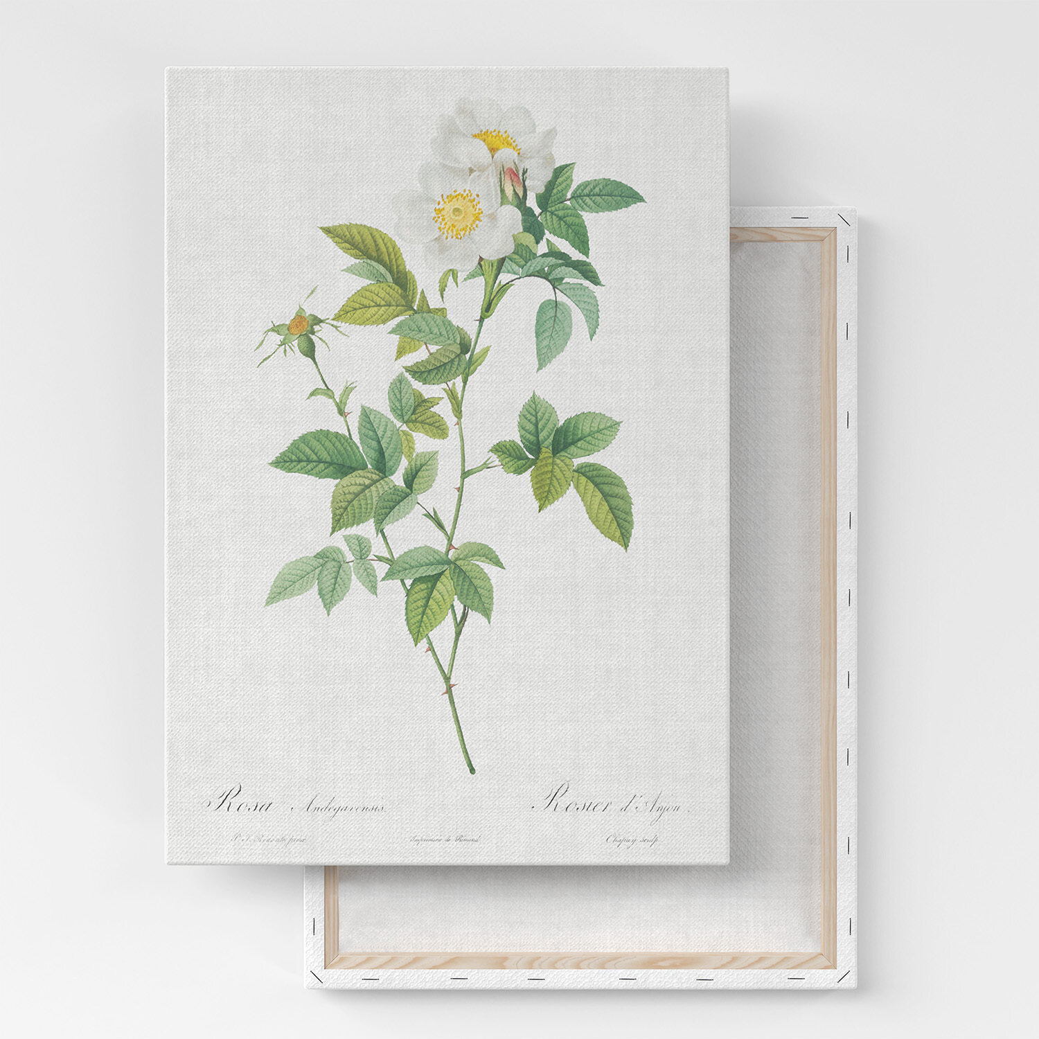Картина на холсте, репродукция / Пьер-Жозеф Редуте - Anjou Rose / Размер 40 x 53 см