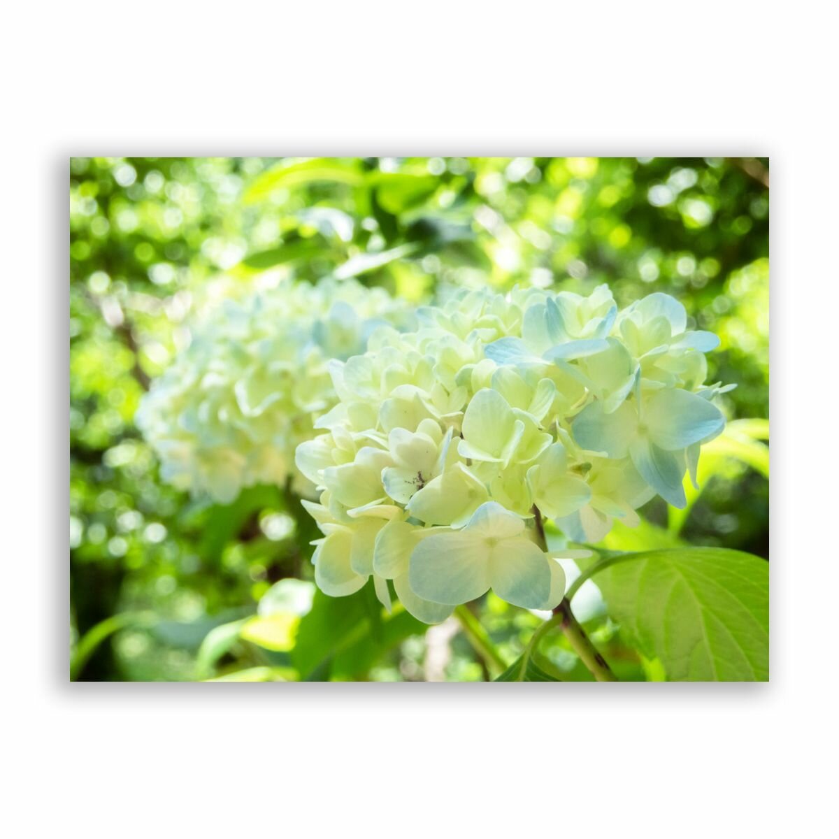 Постер цветы на бумаге / Гортензия / Размер 30 x 40 см