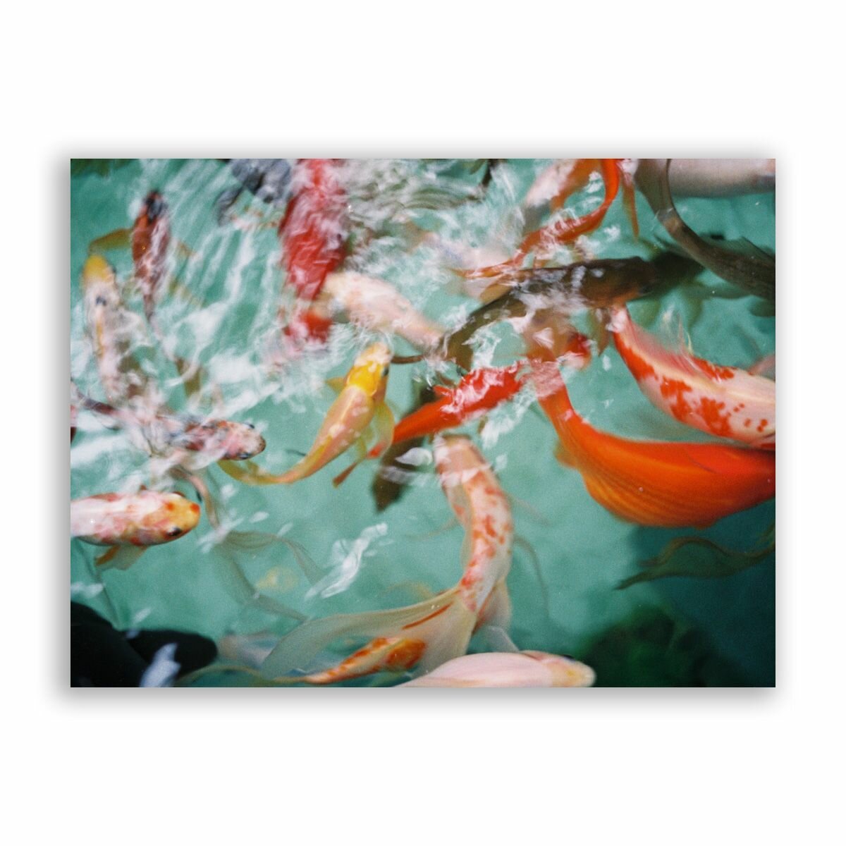 Постер, плакат на бумаге / Карпы кои / Размер 60 x 80 см