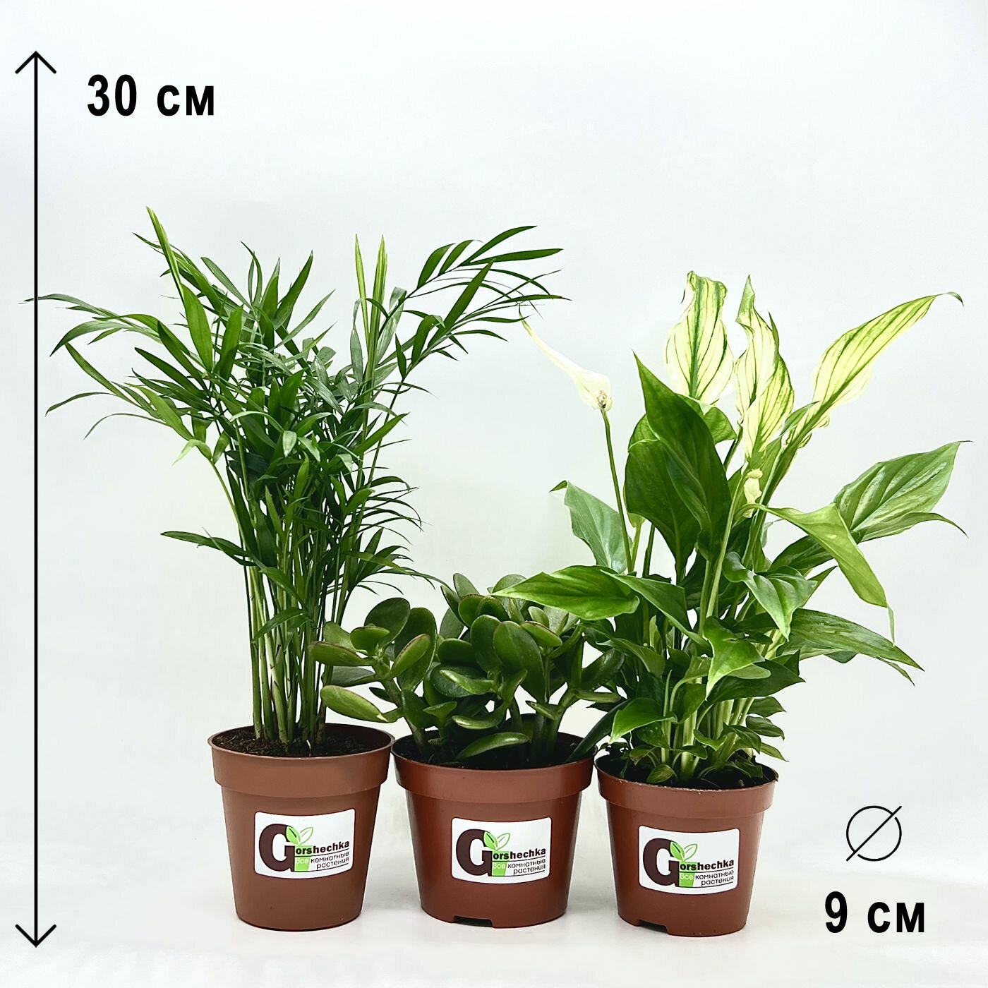 Набор 3 растения (d9): Хамедорея, Крассула овата, Спатифиллум, высота 15-30см