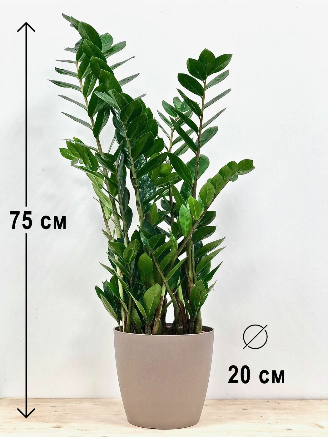 Замиокулькас в пластиковом серо-коричневом кашпо, высота композиции 75-80см