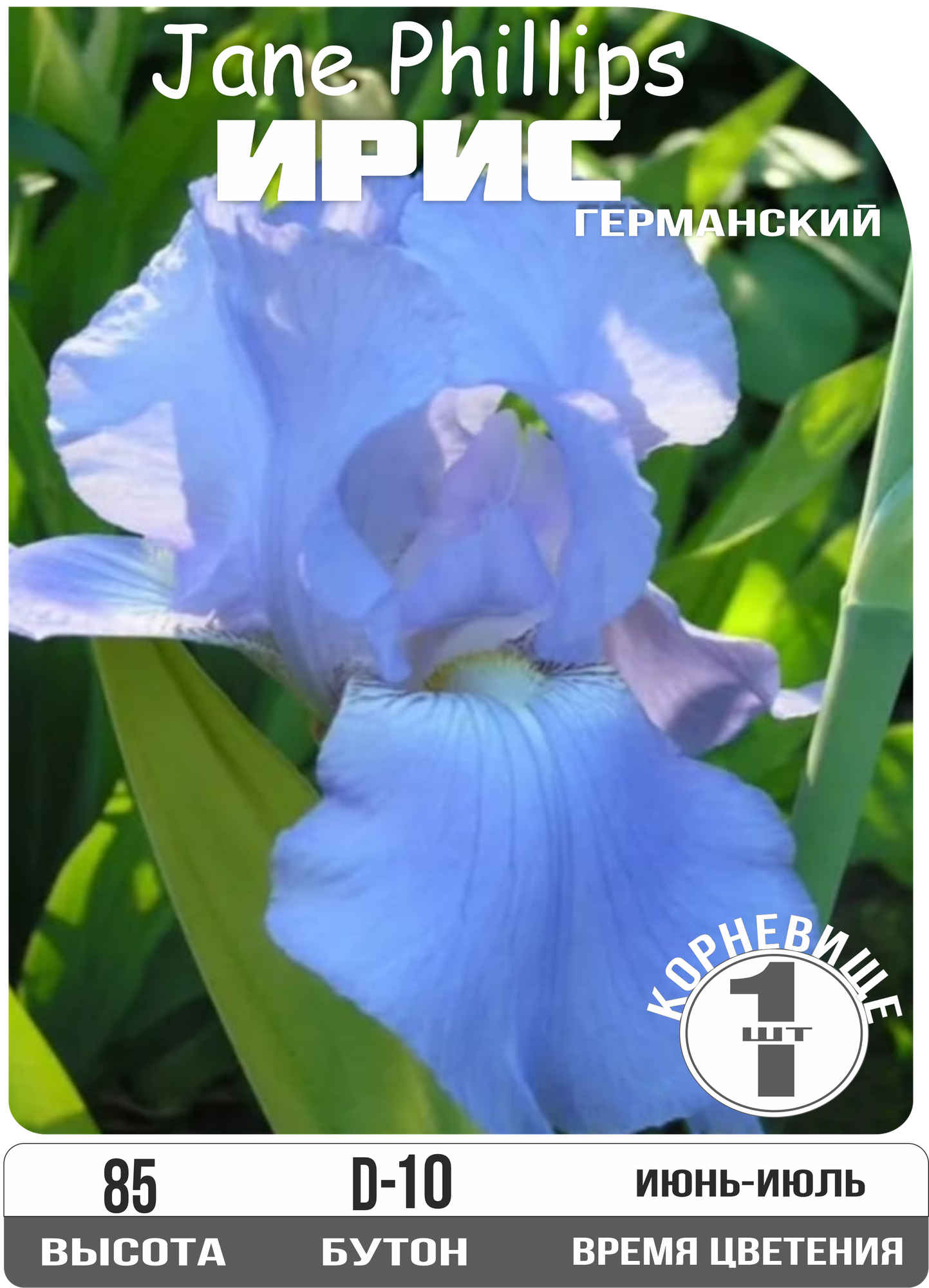 Ирис германский Джейн Филипс, многолетник, высота 85см, голубой, 1 шт. Eywa