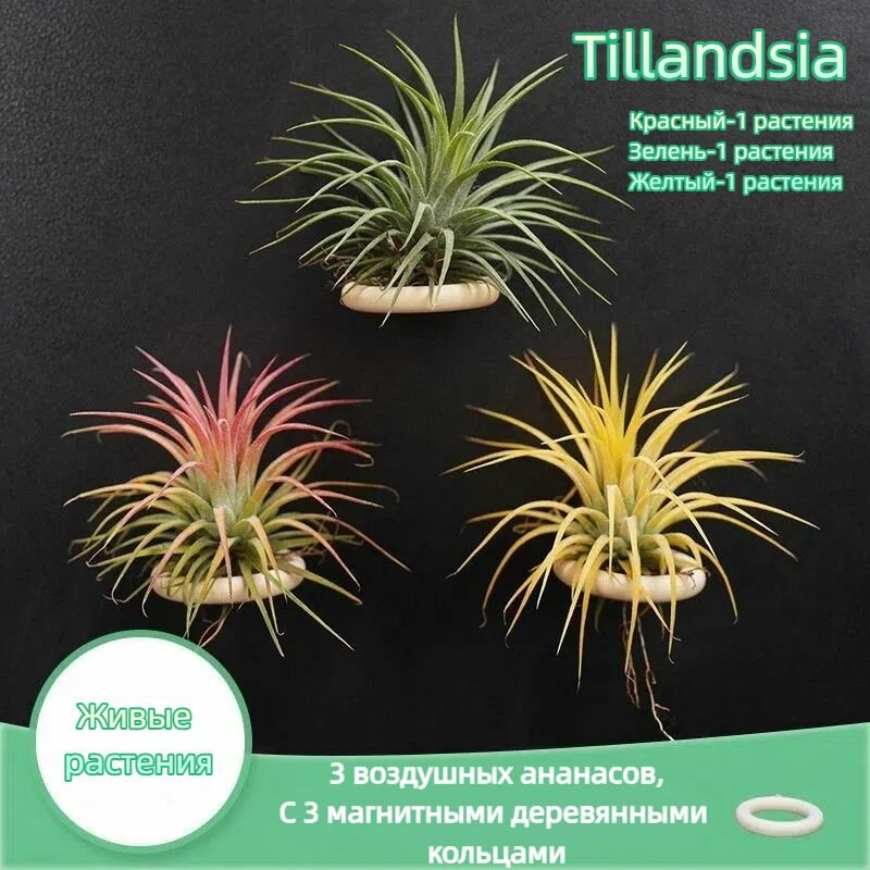 Суккулент искусственный