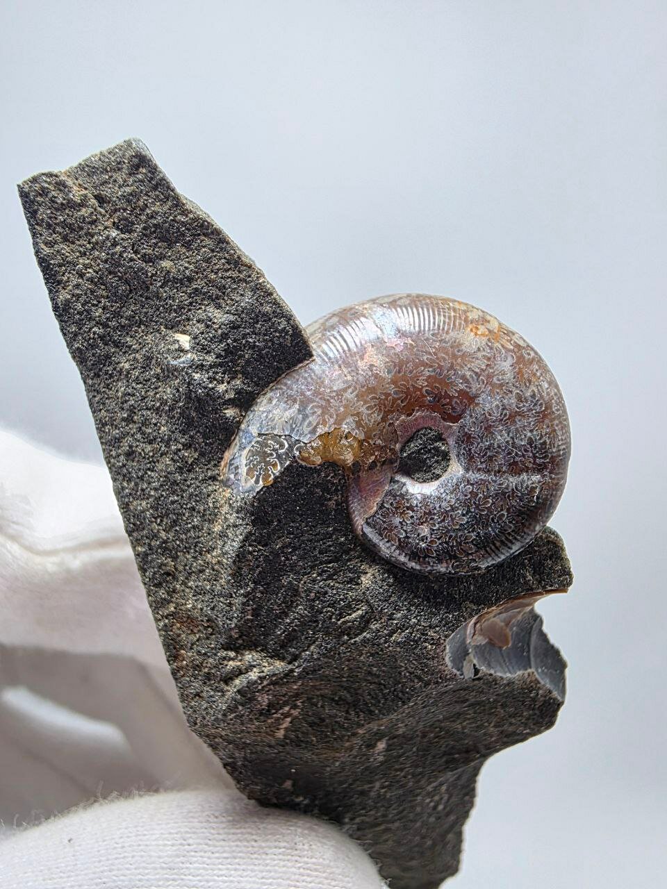 Аммонит перламутровый в породе 92 мм, 53 г.