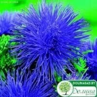 Астра Гигантские Лучи (0,3 гр.), Szkolka roslin A.M, Польша