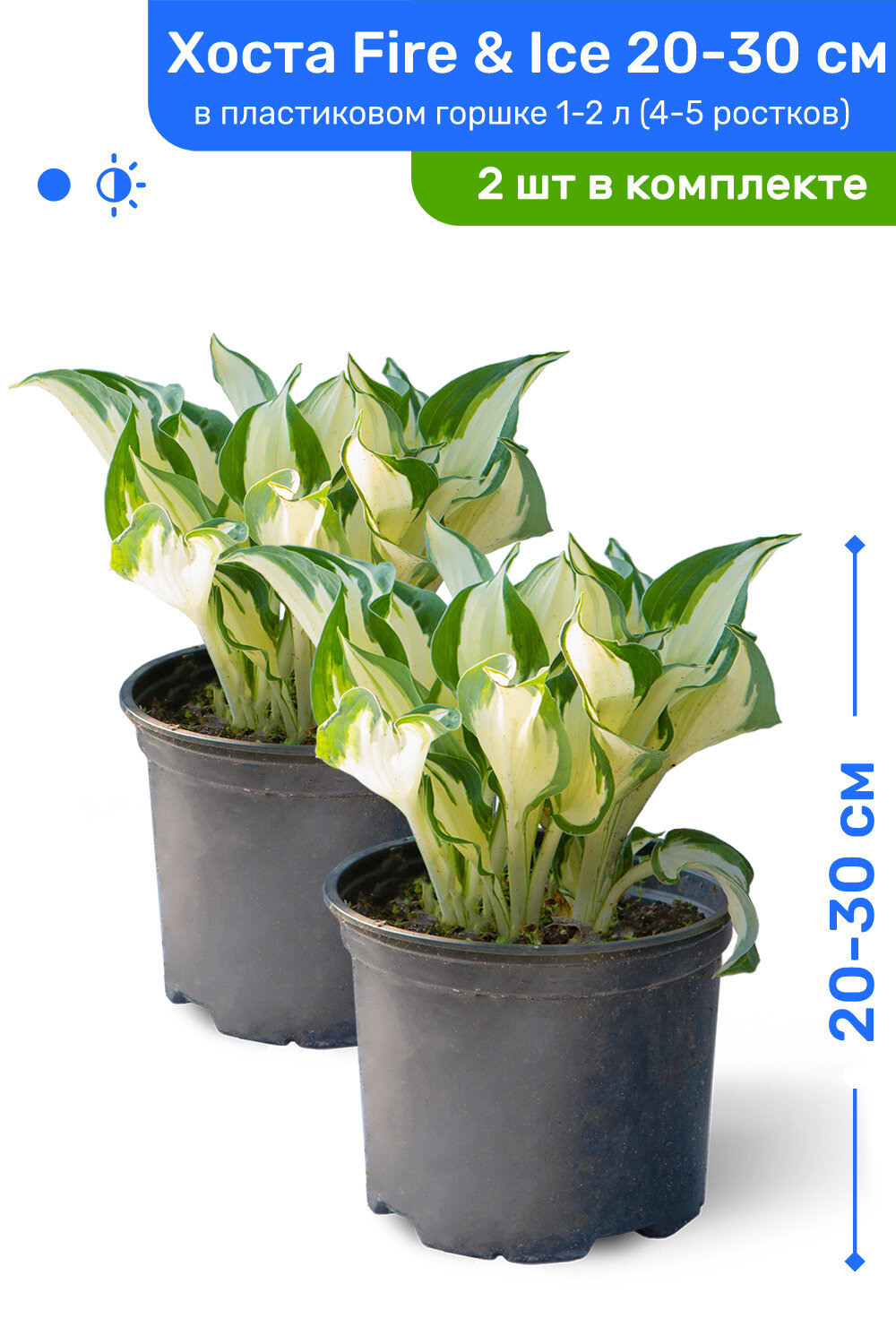 Хоста Fire & Ice (Файер энд Айс) 20-30 см в пластиковом горшке 1-2 л (4-5 ростков), травянистый многолетник, саженец, комплект из 2 шт