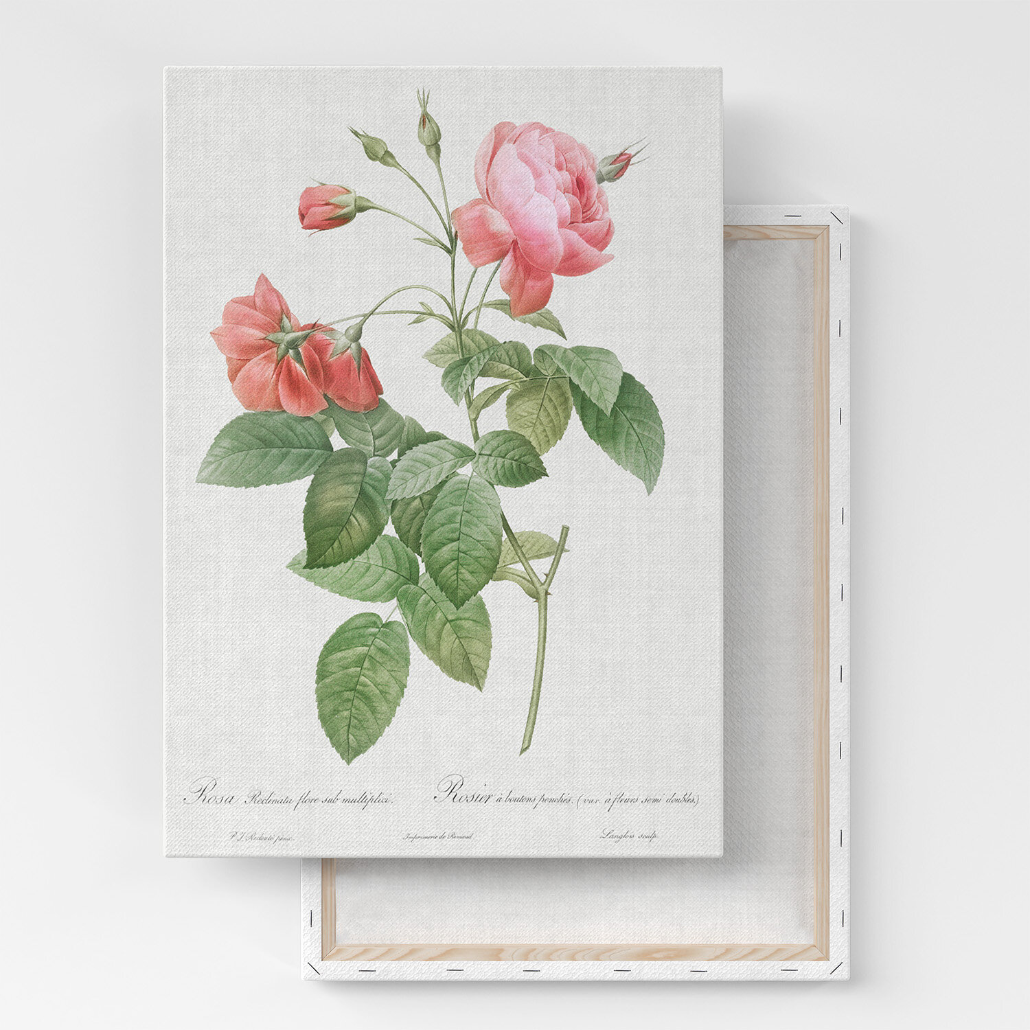 Картина на холсте, репродукция / Пьер-Жозеф Редуте - Boursault Rose / Размер 40 x 53 см