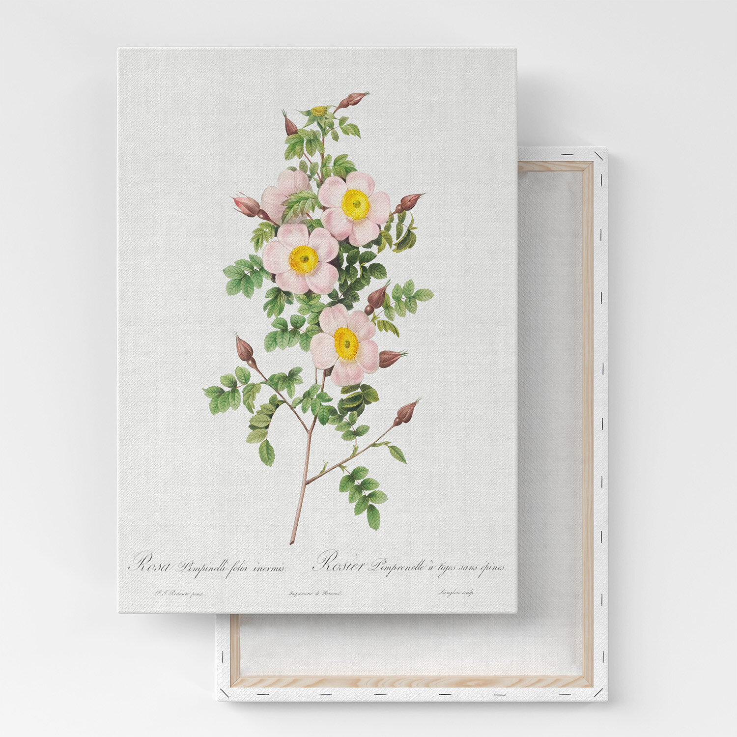 Картина на холсте, репродукция / Пьер-Жозеф Редуте - Rosa pimpinellifolia / Размер 40 x 53 см