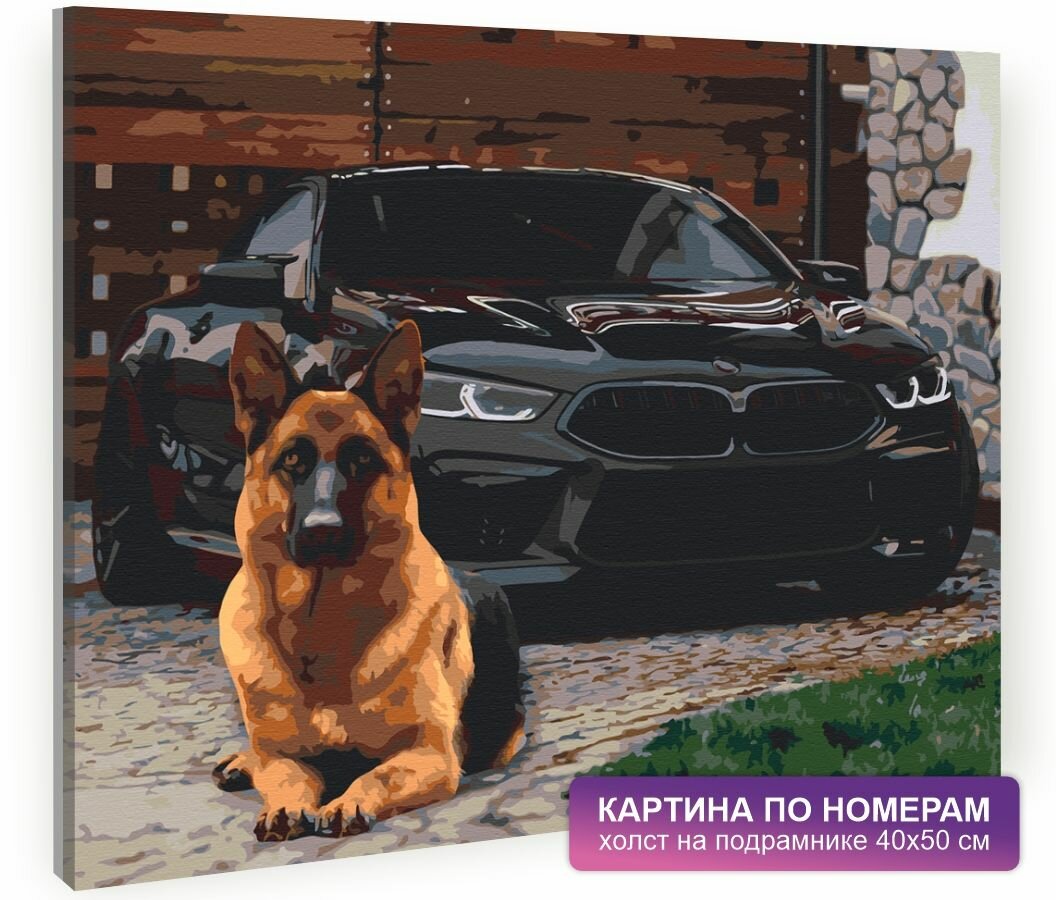 Картина по номерам на холсте с подрамником 40х50 см. Природа, животные, рыбы, птицы. Собаки, щенки. "Немецкая овчарка, BMW", арт. 4047/