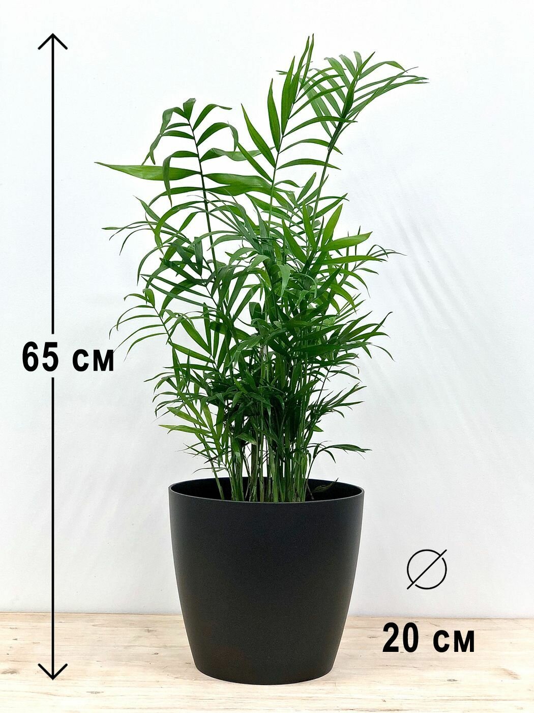 Хамедорея Элеганс в пластиковом кашпо черный антрацит, высота 60-70см