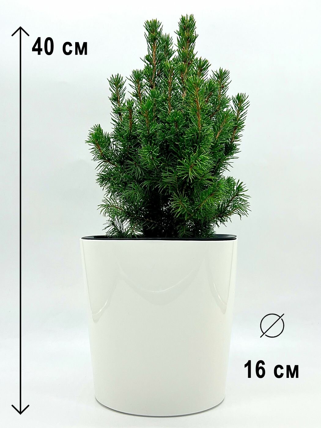 Ель живая Коника в белом пластиковом кашпо с автополивом, высота композиции 35-40 см