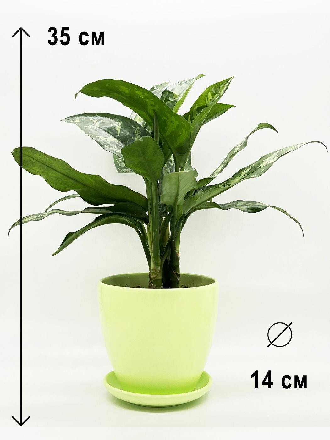 Аглаонема в керамическом салатовом горшке с поддоном, высота композиции 30-35см