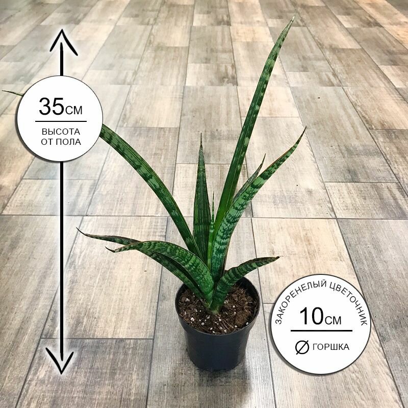 Сансевиерия Трифасция Меган 10*35, живое комнатное растение в горшке, Закоренелый Цветочник