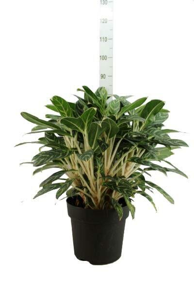 Аглаонема Айви Грин - Aglaonema Ivy Green D30 H70