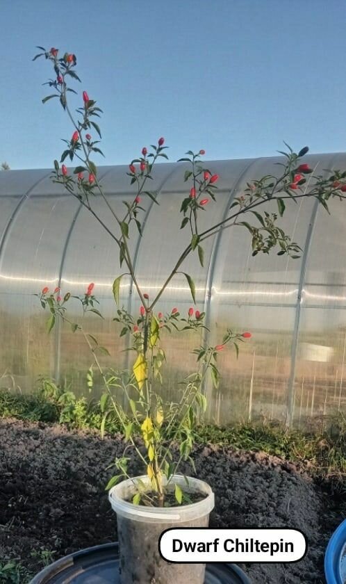 Семена Острого перца Dwarf Chiltepin 7шт+ бонус