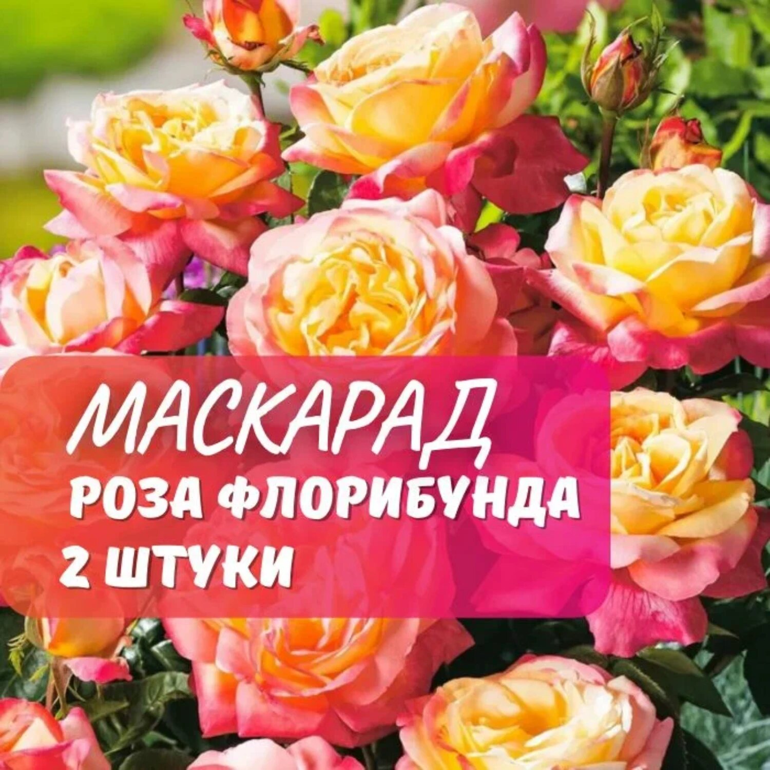 Роза флорибунда "Маскарад", 2 саженца, желтая, красная, белая, ЗКС
