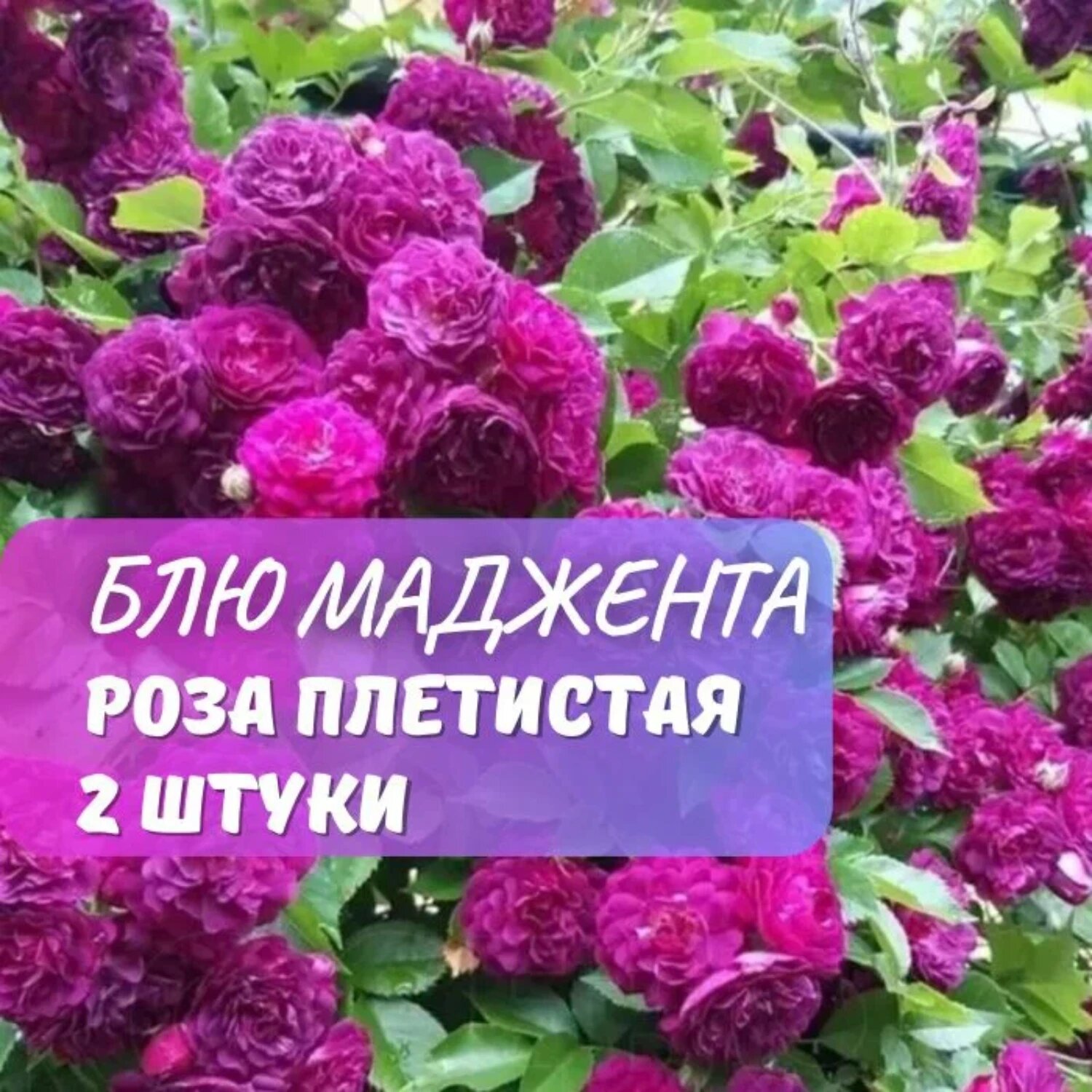 Роза плетистая "Блю Маджента", 2 саженца, фиолетовая, многолетняя