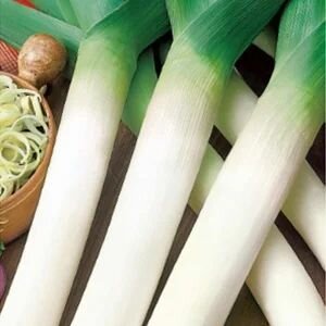 Коллекционные семена лука порей Жираф