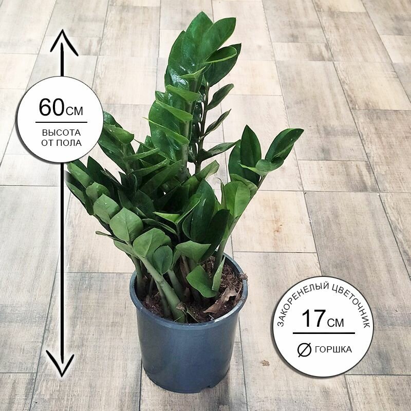 Замиокулькас Лаки 17*60, живое комнатное растение в горшке, Закоренелый Цветочник