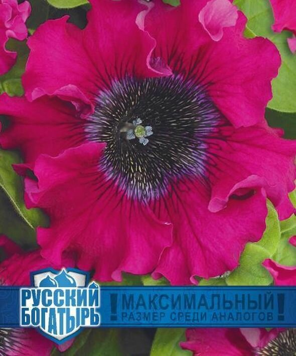 Семена растения петуния титан бордо серия русский богатырь