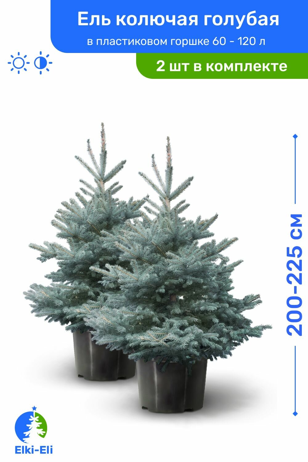 Ель колючая голубая 200-225 см в пластиковом горшке 60-120 л, саженец, хвойное живое растение, комплект из 2 шт