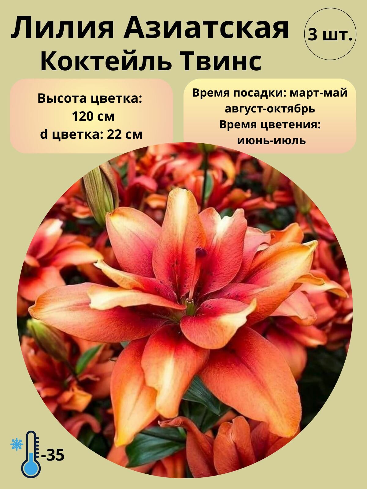 Лилия Азиатская, луковицы 3 шт