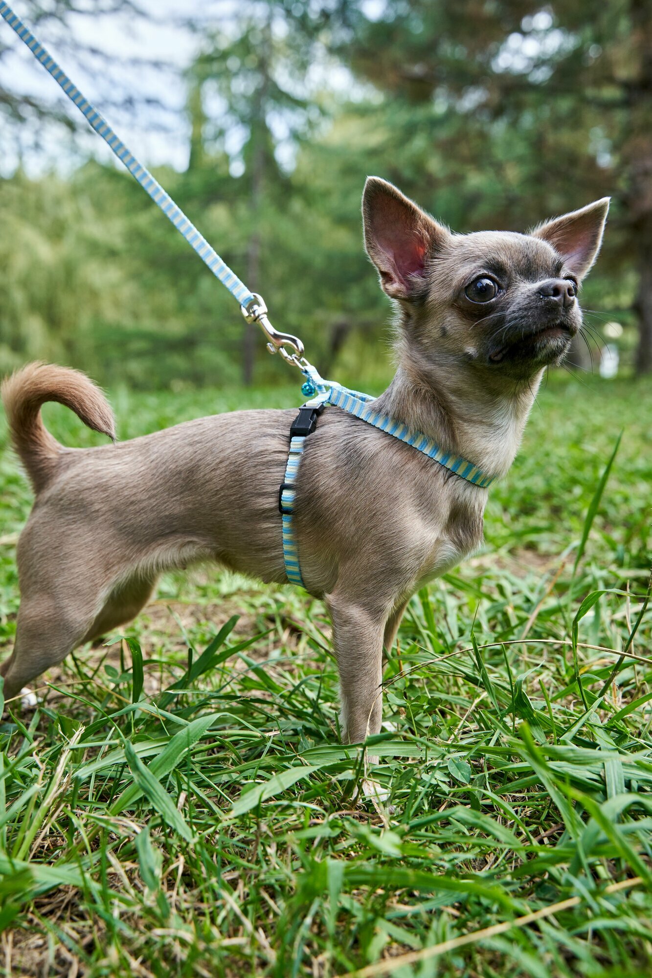 Мягкая шлейка Japan Premium Pet для щенков с колокольчиком, бирюзовая, размер SSS